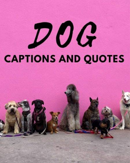 400+ Best [Famous] Dog Status & Quotes For A Dog Lover