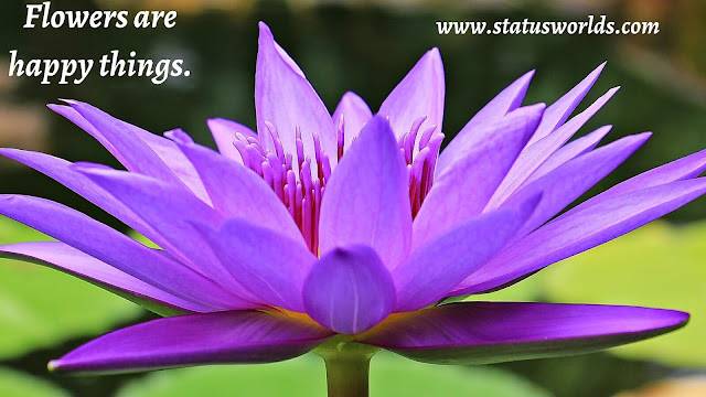 [Colorful] Flower Status, Quotes & Captions For A Flower Lover