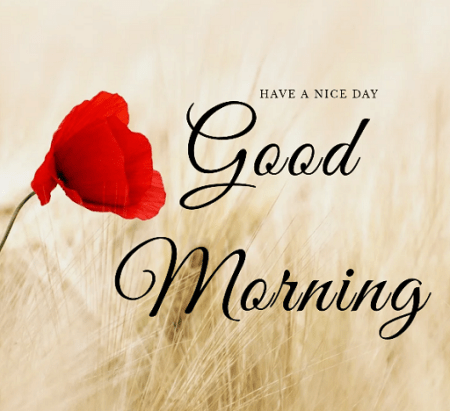 130+ Beautiful Good Morning Status and Quotes
